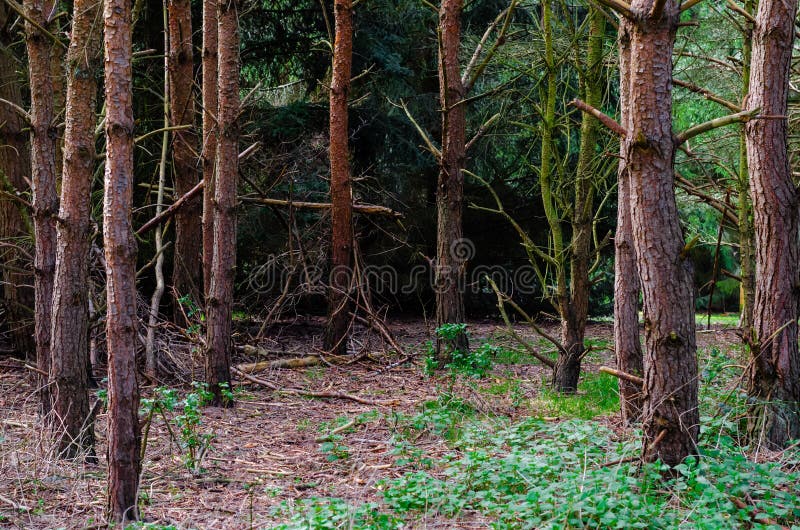 Beautiful Evergreen Trees in a UK Forest Stock Image - Image of nature ...