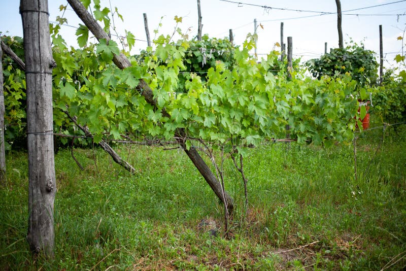 Beautiful Evil Color of Grape Leaves Stock Image - Image of growth ...