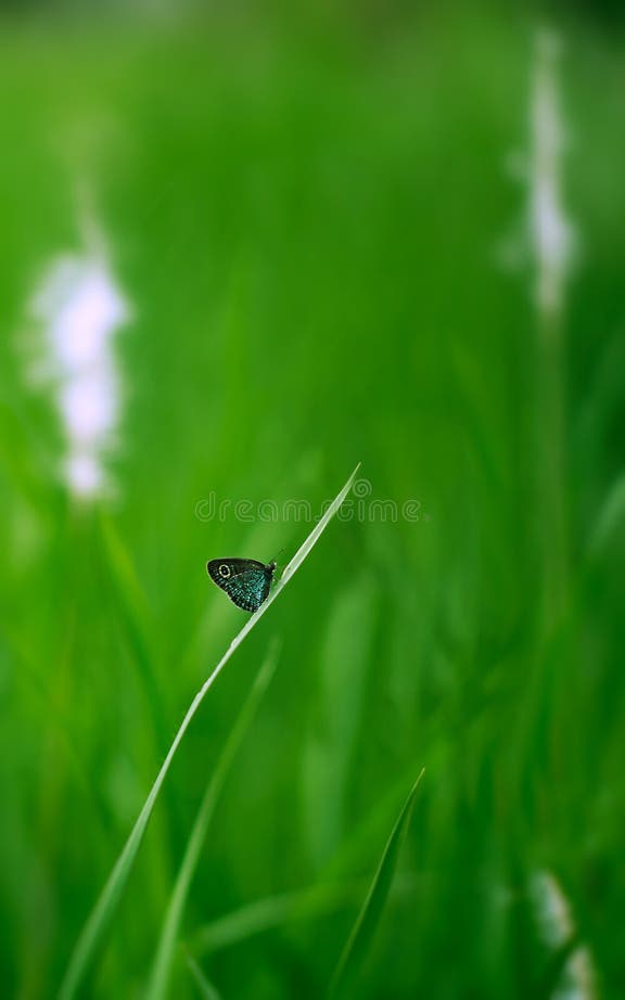 Beautiful Evolution stock photo. Image of inspiration - 55449706