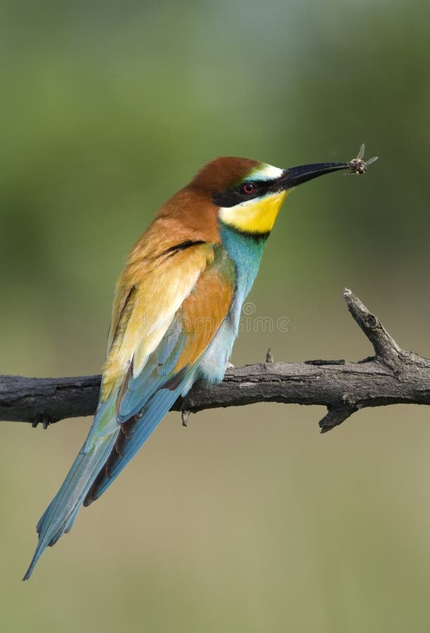 Beautiful Exotic Bird Eating Bee Stock Photo - Image of green, feather ...