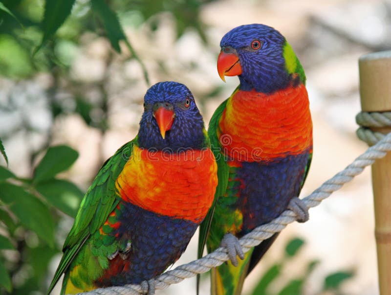 Exotic Birds