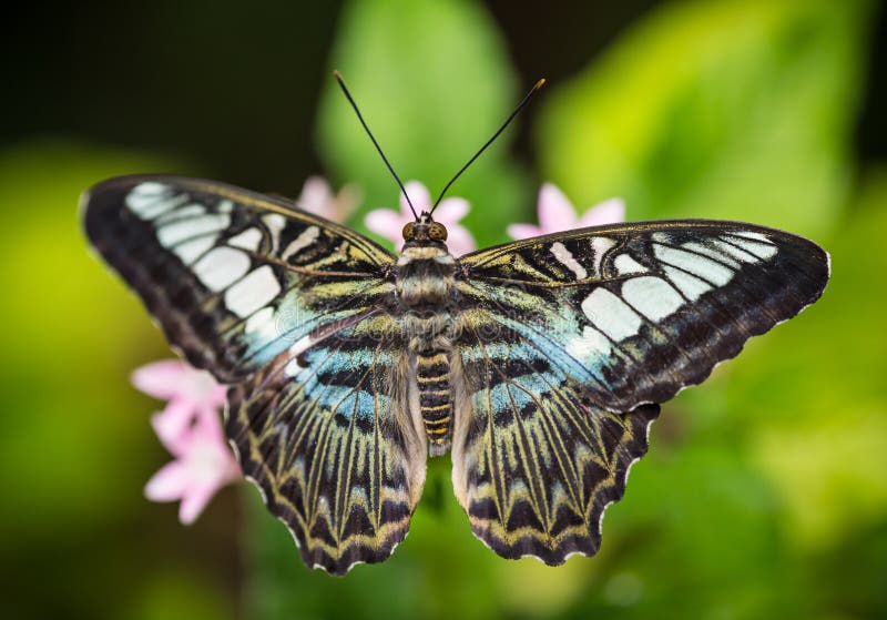Exotic butterfly stock image. Image of purple, rest, insect - 19181007
