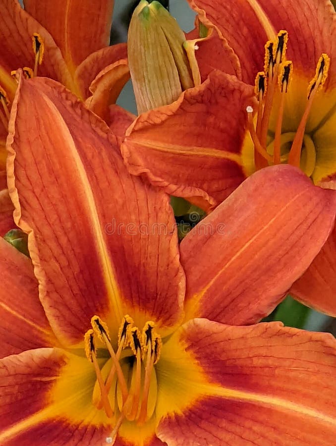 Beautiful and Exotic Deep Colored Flower Stock Image - Image of colored ...