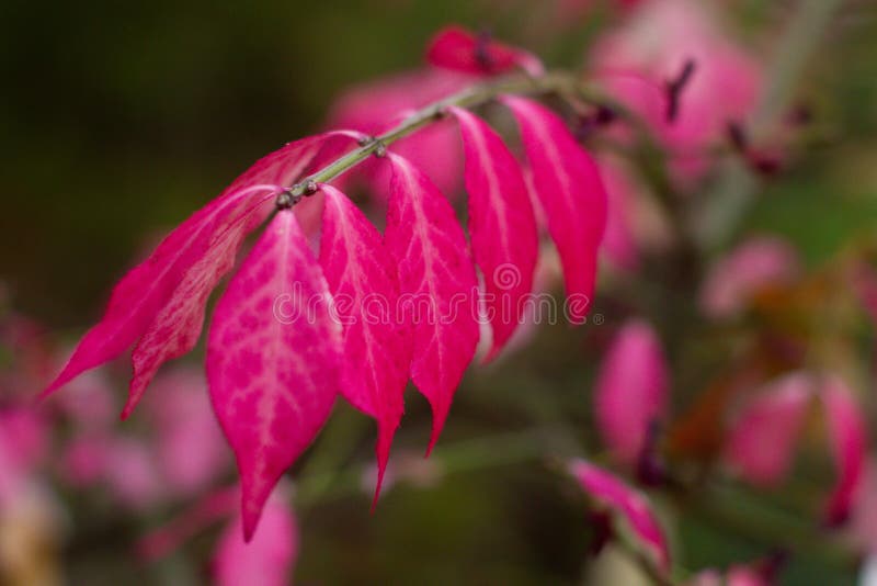 Beautiful Exotic Euonymus Alatus Tree with Pink Leaves Stock Image ...