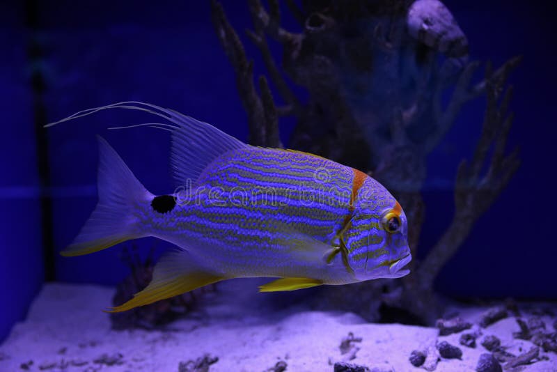 Beautiful Exotic Fish Swimming in Clear Aquarium Stock Photo - Image of ...
