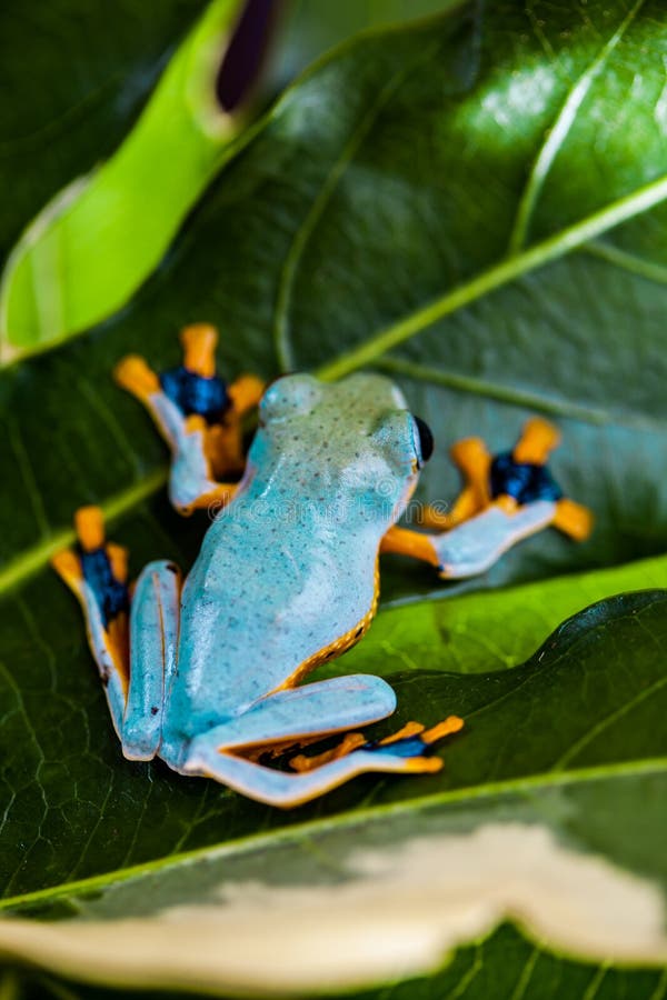 Beautiful exotic frog stock image. Image of green, nature - 37541377