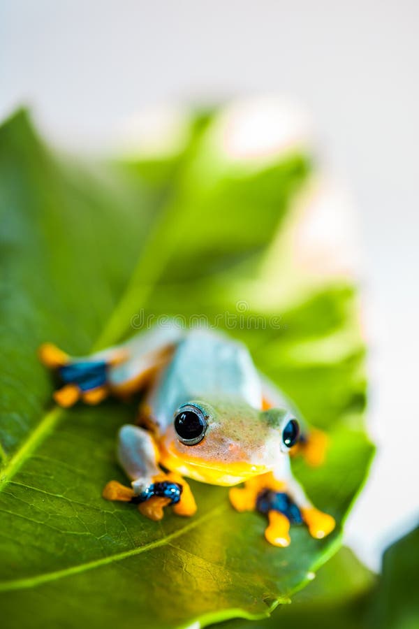Beautiful exotic frog stock photo. Image of frog, close - 37541366