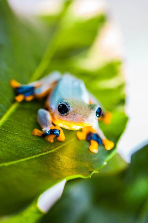 Beautiful exotic frog stock image. Image of green, nature - 37541377