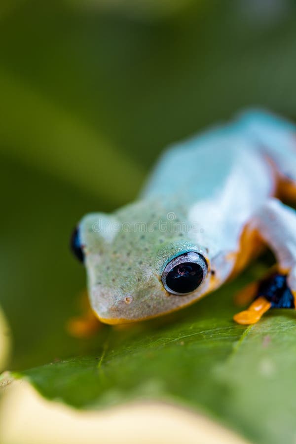 Beautiful exotic frog stock photo. Image of experience - 37541504