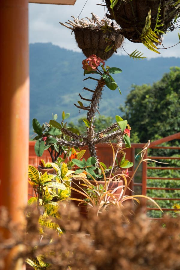 Beautiful Exotic Growing Plants in the Pots Decorating the House Stock ...