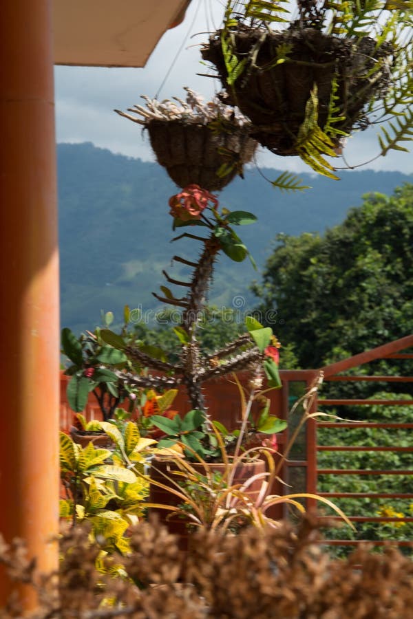 Beautiful Exotic Growing Plants in the Pots Decorating the House Stock ...
