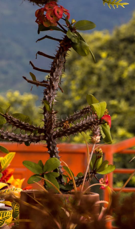 Beautiful Exotic Growing Plants in the Pots Decorating the House Stock ...