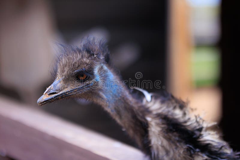 Exotic Ostrich Emo Bird on a Summer Day Stock Photo - Image of animal ...