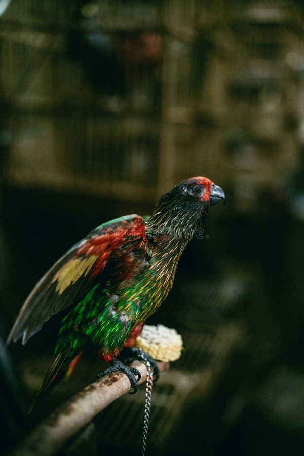 Beautiful Exotic Parrot Tied To a Tree Branch with a Chain Stock Image ...