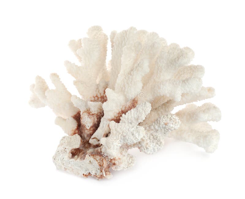 Beautiful Exotic Sea Coral Isolated on White Stock Photo - Image of ...