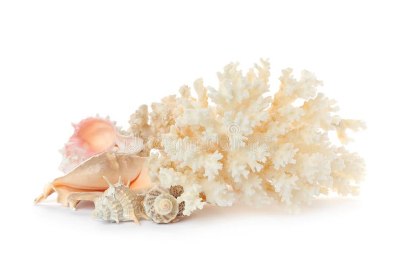 Beautiful Exotic Sea Coral and Shells on White Background Stock Photo ...