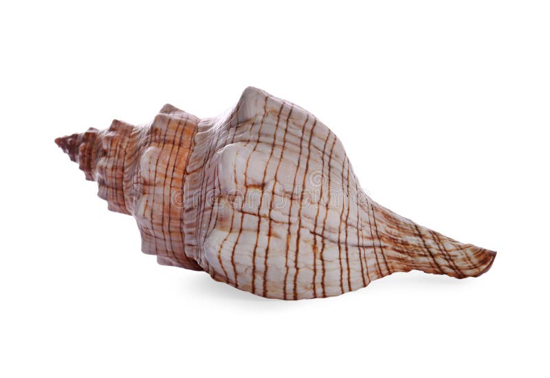 Beautiful Exotic Sea Shell Isolated Stock Image - Image of beach ...