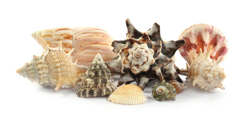 Beautiful Exotic Sea Shells Isolated Stock Image - Image of aquarium ...