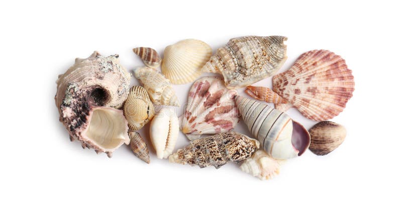 Beautiful Exotic Sea Shells Isolated on White Stock Photo - Image of ...