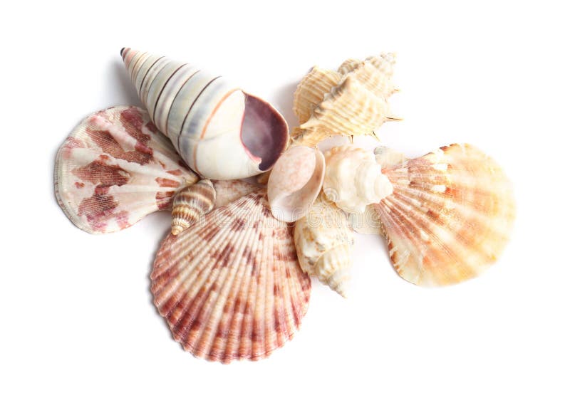 Beautiful Exotic Sea Shells Isolated on White, Top View Stock Photo ...