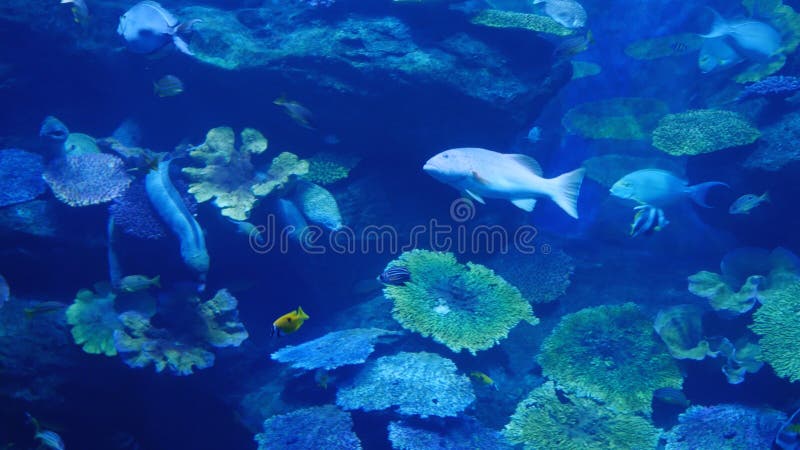 Beautiful Exotic See Fish in an Aquarium. Underwater Scene Stock Image ...