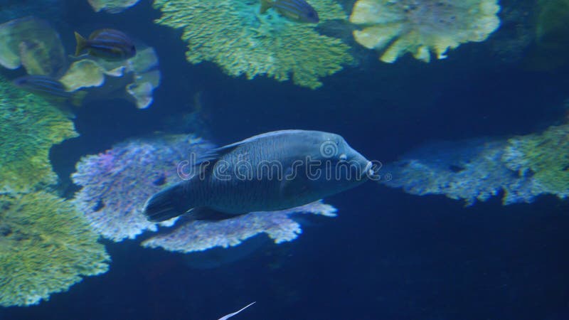 Beautiful Exotic See Fish in an Aquarium. Underwater Scene Stock Photo ...