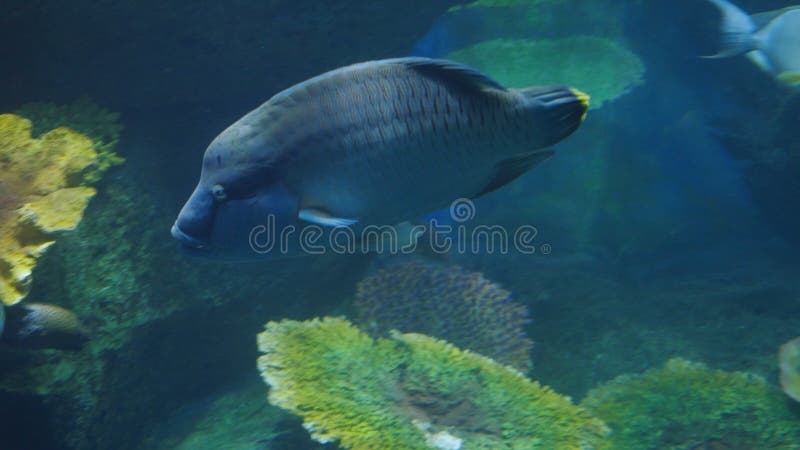 Beautiful Exotic See Fish in an Aquarium. Underwater Scene Stock Image ...