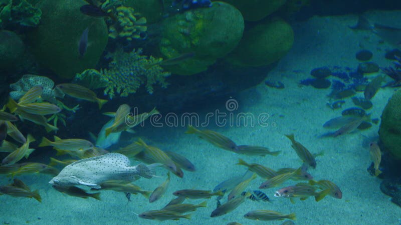 Beautiful Exotic See Fish in an Aquarium. Underwater Scene Stock Image ...