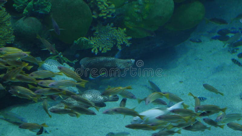 Beautiful Exotic See Fish in an Aquarium. Underwater Scene Stock Photo ...