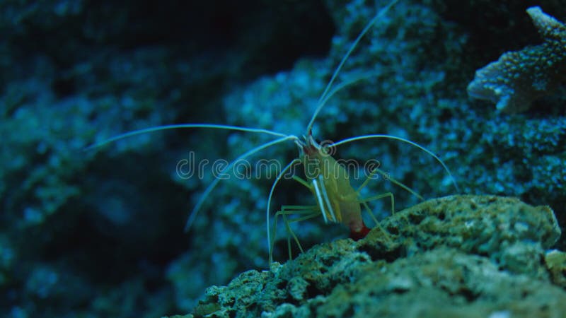 Beautiful Exotic See Fish in an Aquarium. Underwater Scene Stock Photo ...