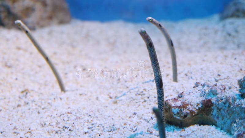 Beautiful Exotic See Fish in an Aquarium. Underwater Scene Stock Image ...