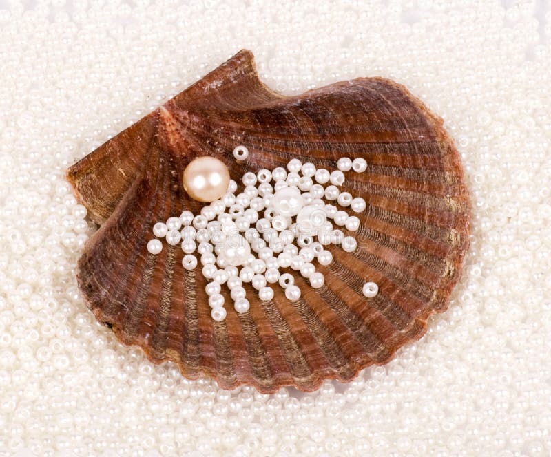 Beautiful Exotic Shell and Pearls Stock Image - Image of discovery ...