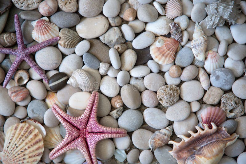 Exotic Shell and Stones, Pearls Stock Image - Image of crystal, detail ...