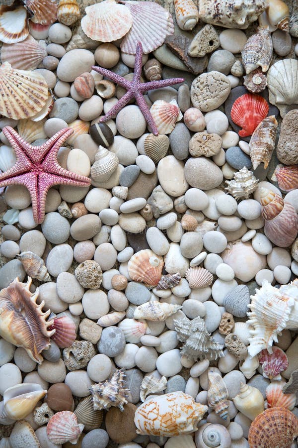 Beautiful Exotic Shell and Stones Stock Image - Image of relax ...