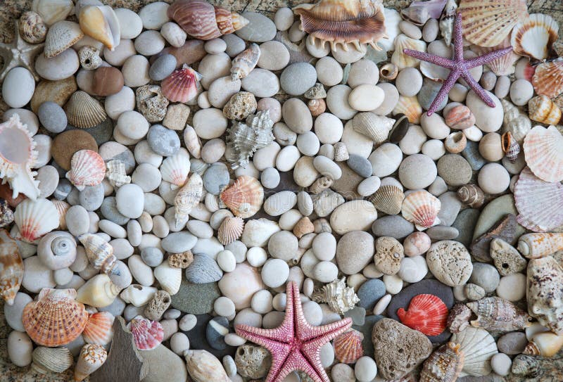 Exotic Shell and Stones, Pearls Stock Image - Image of discovery, conch ...