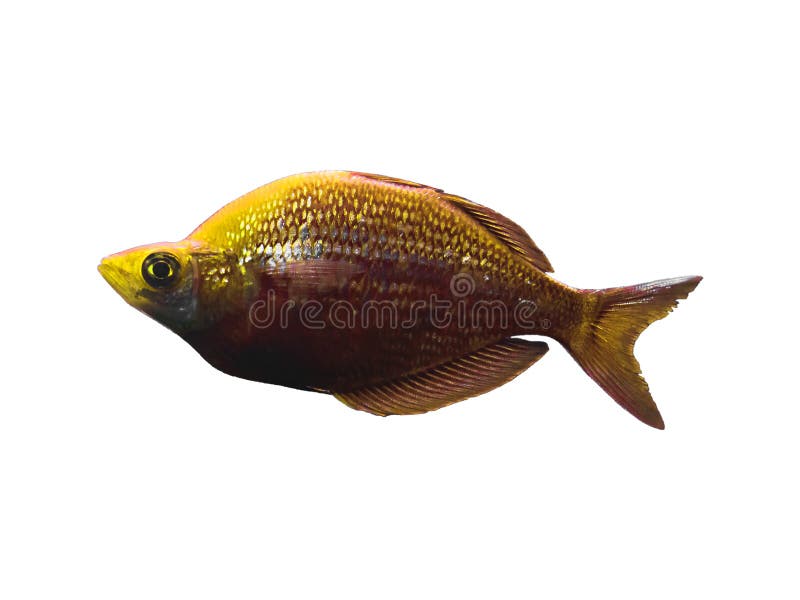 Beautiful Exotic Tropical Sea Fish and Snapper Fish on White Stock ...
