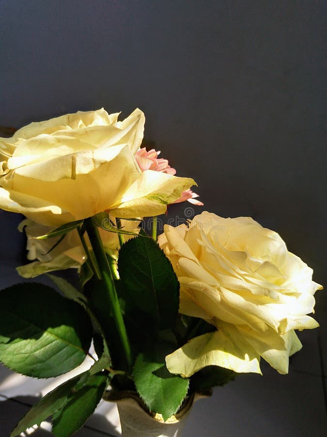 Beautiful and Exotic White Roses Stock Image - Image of bouquet ...