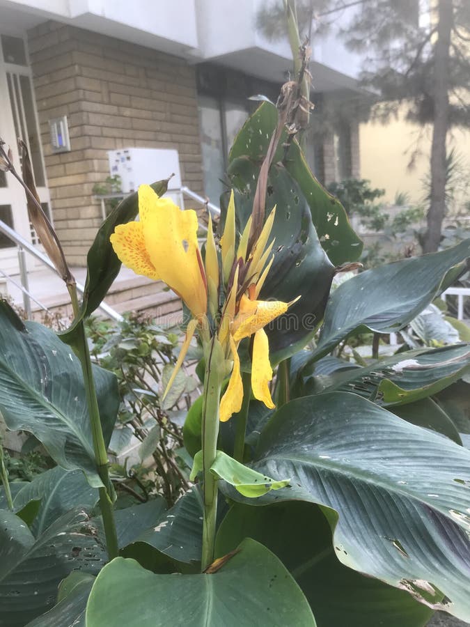 Beautiful Exotic Yellow Spring Flower in Lush Greenery Stock Image ...