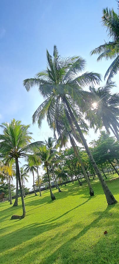 Beautiful Expanse of Coconut Trees Stock Image - Image of beautiful ...