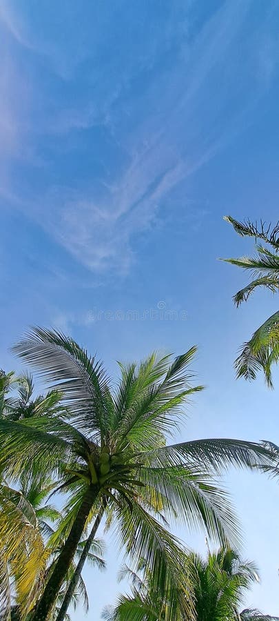 Beautiful Expanse of Coconut Trees Stock Photo - Image of expanse ...