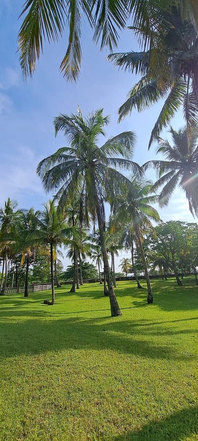 Beautiful Expanse of Coconut Trees Stock Image - Image of expanse ...