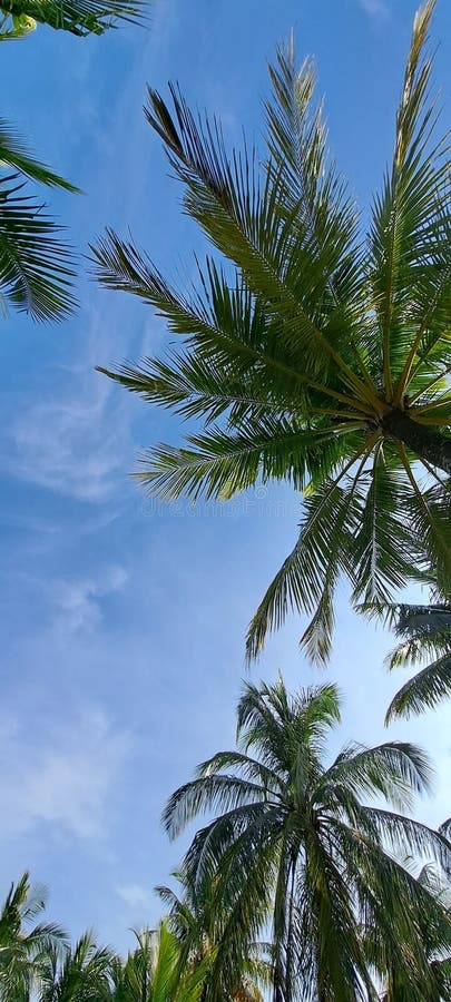 Beautiful Expanse of Coconut Trees Stock Image - Image of beautiful ...