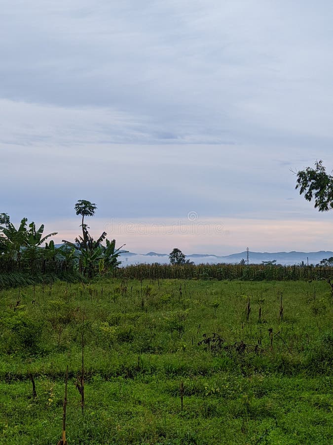 A Beautiful Expanse of Grass Above the Clouds Stock Photo - Image of ...