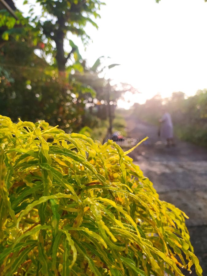 A Beautiful Expanse of Grass Above the Clouds Stock Image - Image of ...