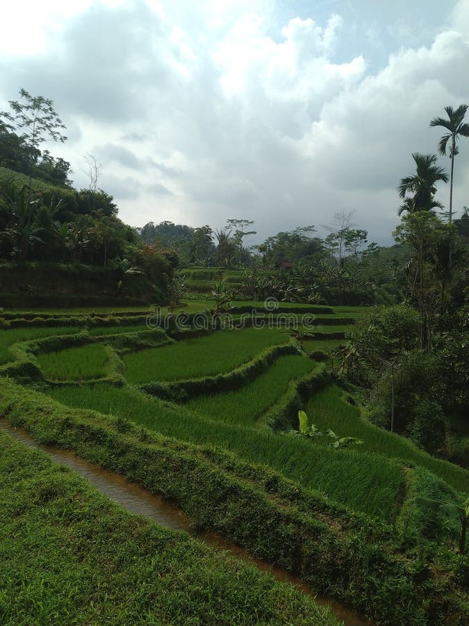 Beautiful Expanse of Green Rice Fields Stock Photo - Image of beautiful ...