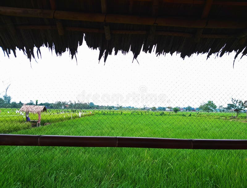 Beautiful Expanse of Green Rice Fields and Cool Stock Image - Image of ...