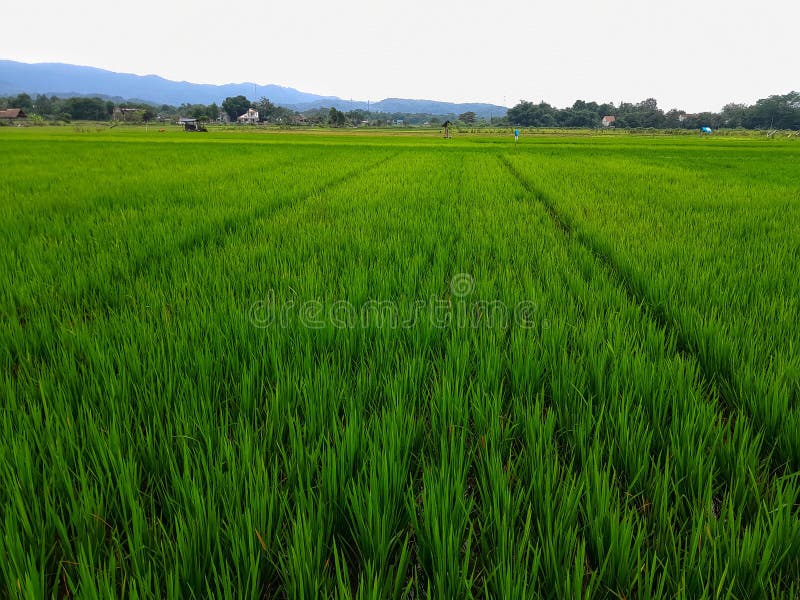 Beautiful Expanse of Green Rice Fields and Cool Stock Photo - Image of ...
