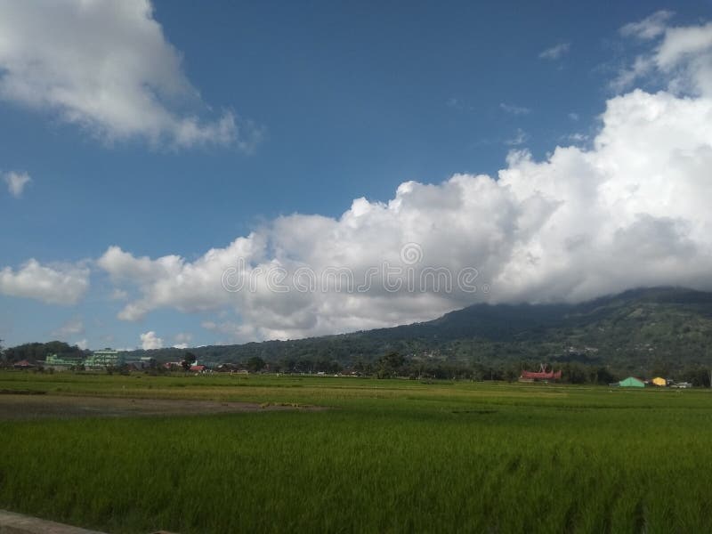 Beautiful Expanse of Rice Field in My Country Stock Photo - Image of ...