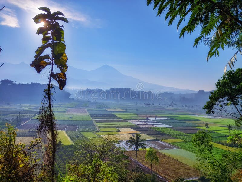 Beautiful Expanse of Rice Fields and Mountains Stock Photo - Image of ...
