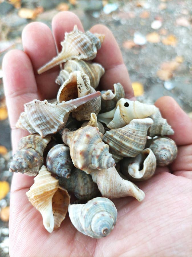 A Beautiful Expanse of Shells on the Shores of Suramadu Stock Image ...